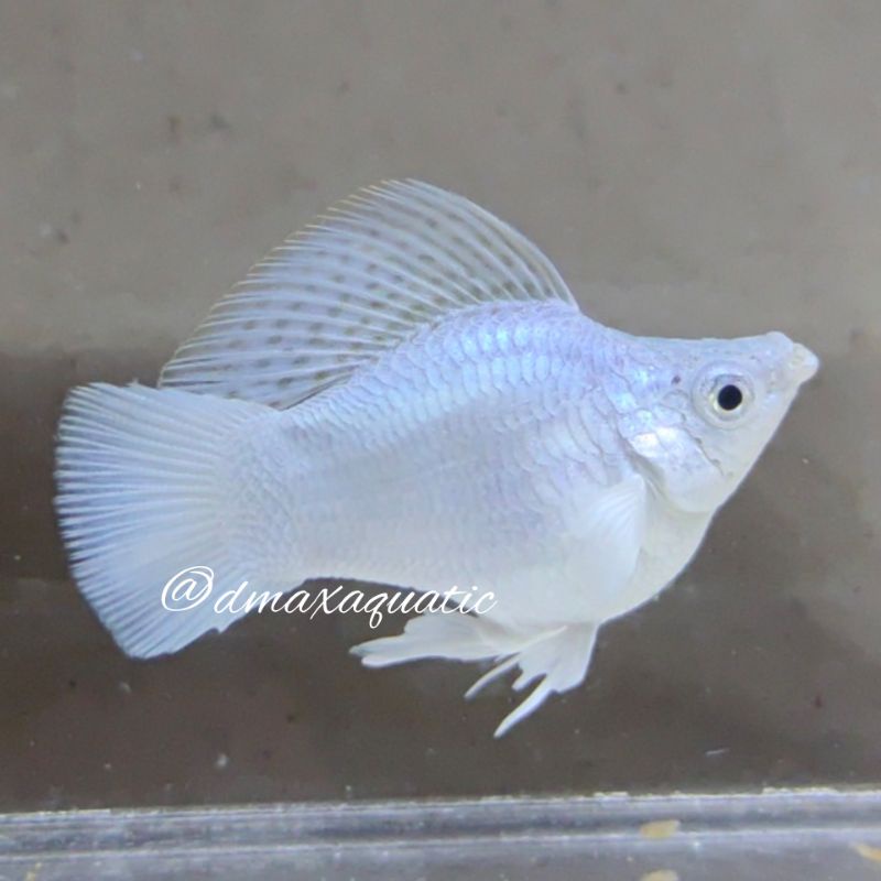 Jual Platinum Balon Molly Roundtail Black Eyes Hiasan Aquascape bukan ...