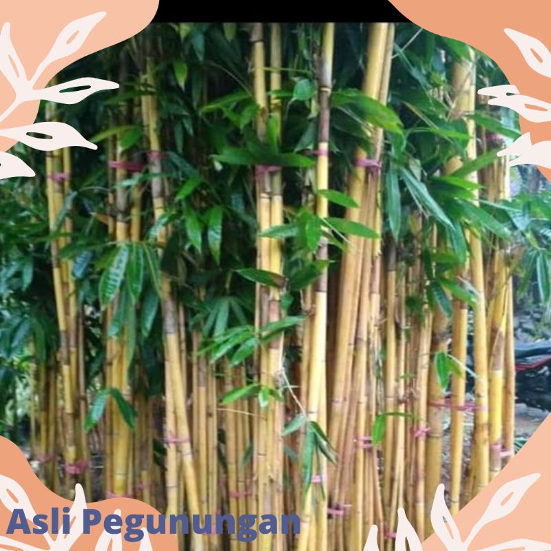Jual Bambu kuning tanaman hias & penangkal jin | Shopee Indonesia