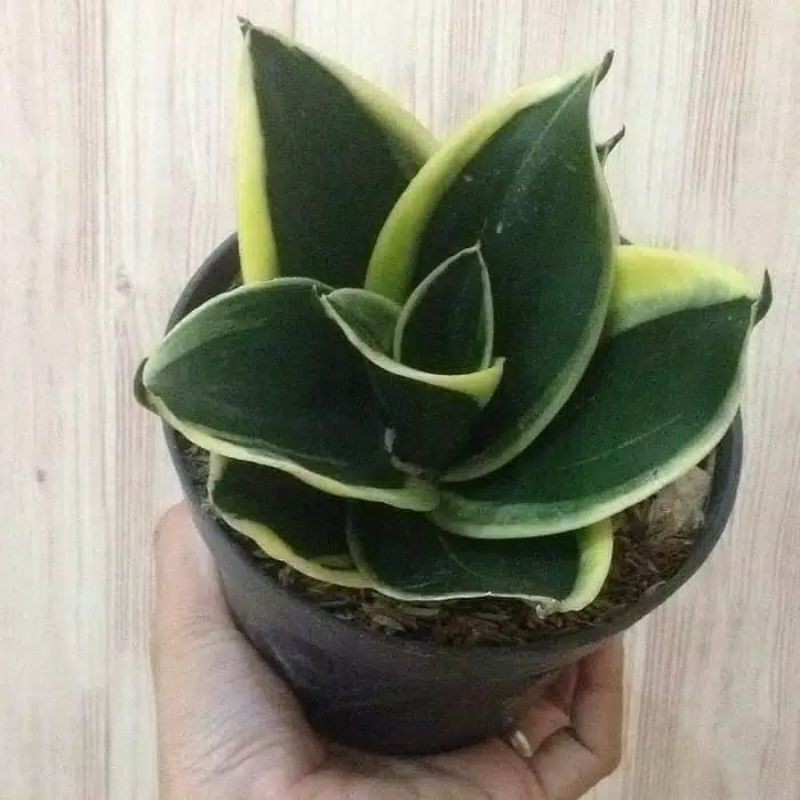 Jual Sansivera Mini / Tanaman Hias Sansivera / Tanaman Kodok Kodokan ...