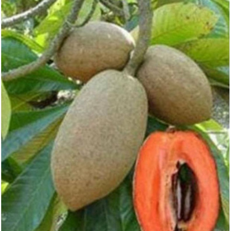 Jual 5 biji benih buah sawo merah | Shopee Indonesia