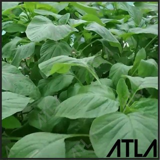 Jual Biji Benih Bayam Hijau 1 kg Bibit Tanaman Bayem Sayuran Kilo Sayur ...