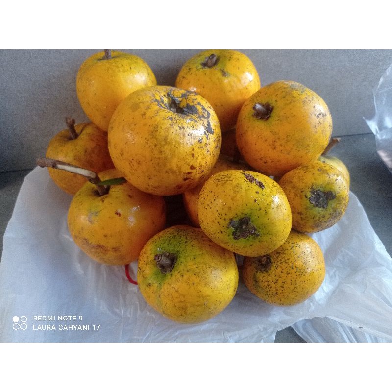 Jual buah mundu - sawo belanda- apel jawa per 1 kg | Shopee Indonesia