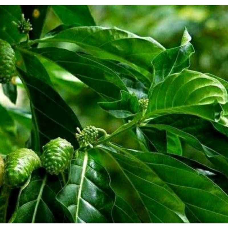 Jual daun mengkudu segar perlembar atau daun pace | Shopee Indonesia