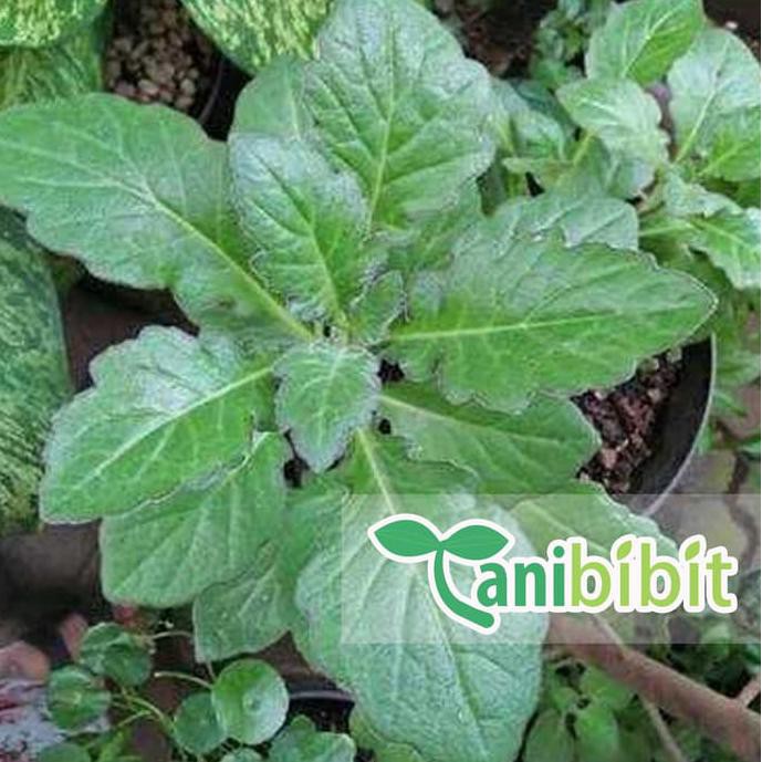 Jual BIBIT TANAMAN DAUN DEWA - TANAMAN DEWA OBAT - POHON HERBAL UNGGULAN! | Shopee Indonesia