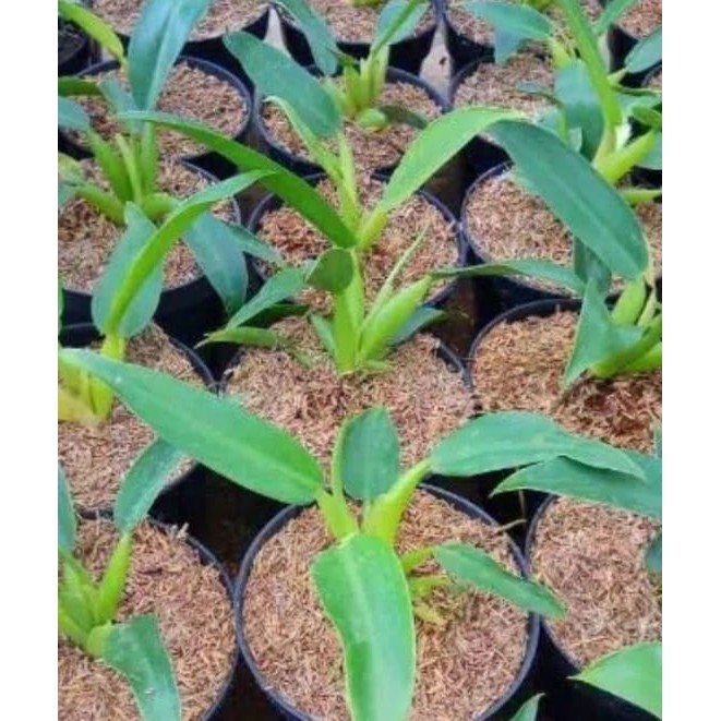 Jual bibit tanaman hias philo katak | Shopee Indonesia