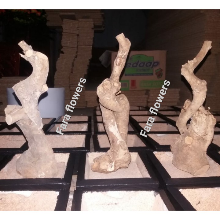 Jual Batang kayu pohon bahan untuk membuaat bunga buatan | Shopee Indonesia