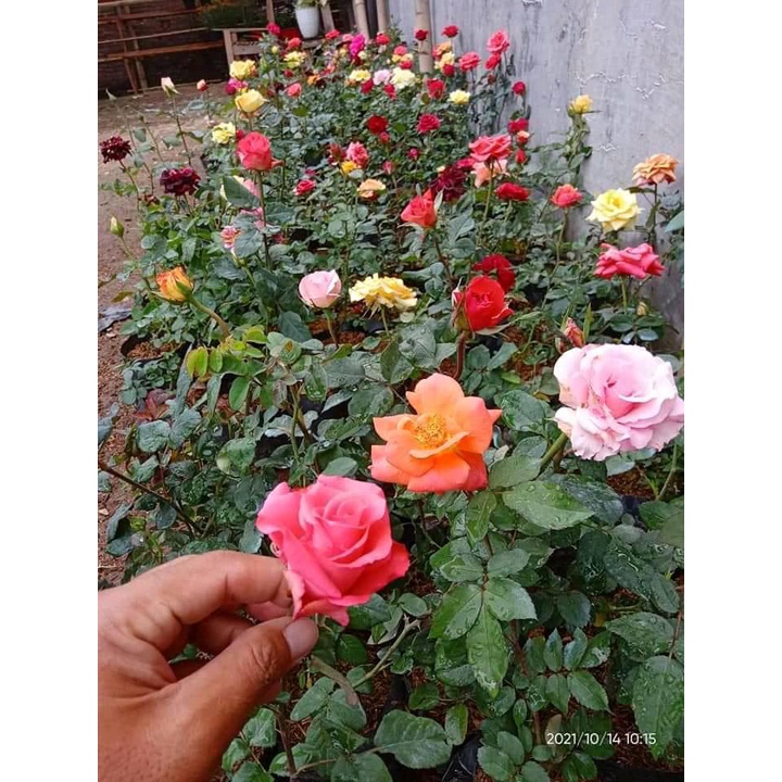Jual Bunga Mawar (Hidup Berbunga) Warna RANDOM | Shopee Indonesia