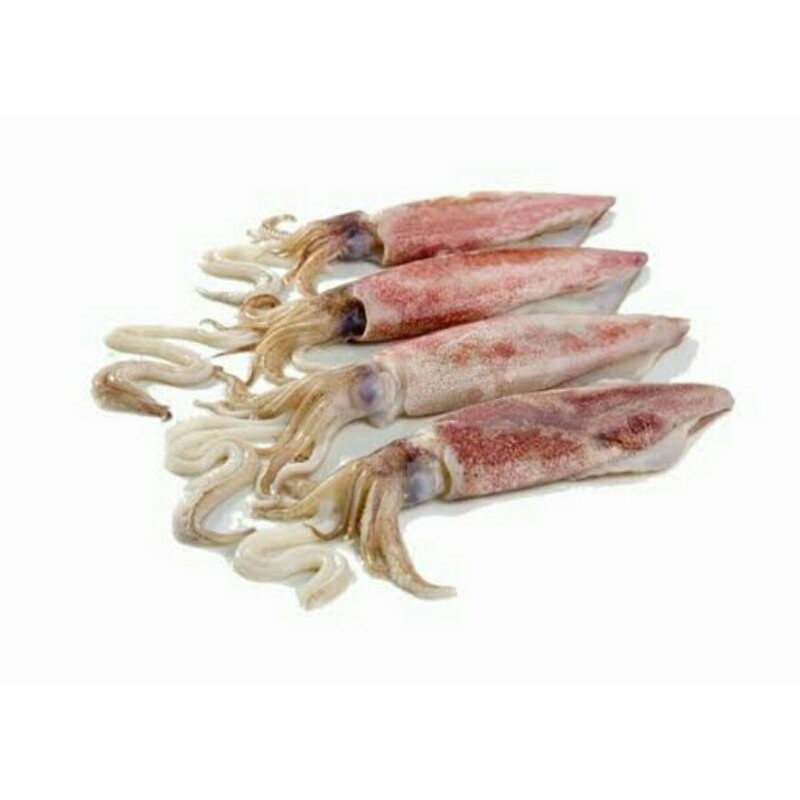 Jual Cumi Cumi Segar 500 gr Gerobak Sayur Palembang | Shopee Indonesia