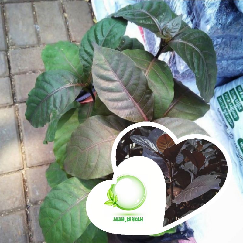 Jual Bibit pohon handeuleum/tanaman pohon handeuleum(daun ungu ...