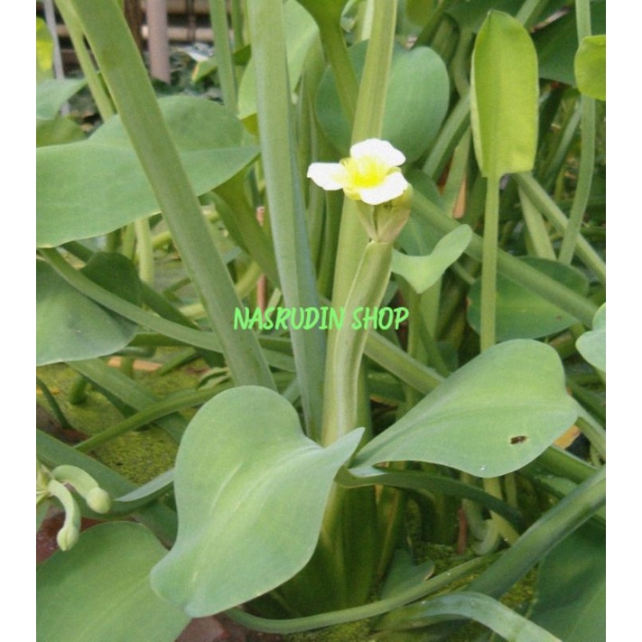 Jual DAUN GENJER UTUH / DAUN GENJER SEGAR LANGSUNG AMBIL / GENJER SAWAH ...