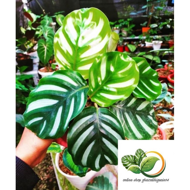 Jual Tanaman Hias Calathea Beauty Star - Crimson - Calathea Corona ... Jual Tanaman Hias Calathea Beauty Star - Crimson - Calathea Corona ...