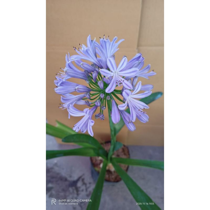 Jual Blue Agapanthus - Pesona Bunga Biru yang Memikat dalam Taman Anda ...
