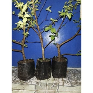 Jual Pohon Bonsai Anting Putri Terlengkap & Harga Terbaru Mei 2024 | Shopee Indonesia