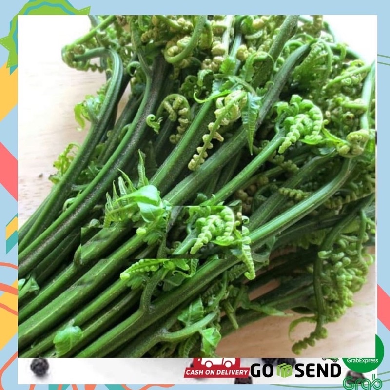Jual Pakis Sayur Segar Surabaya | Shopee Indonesia