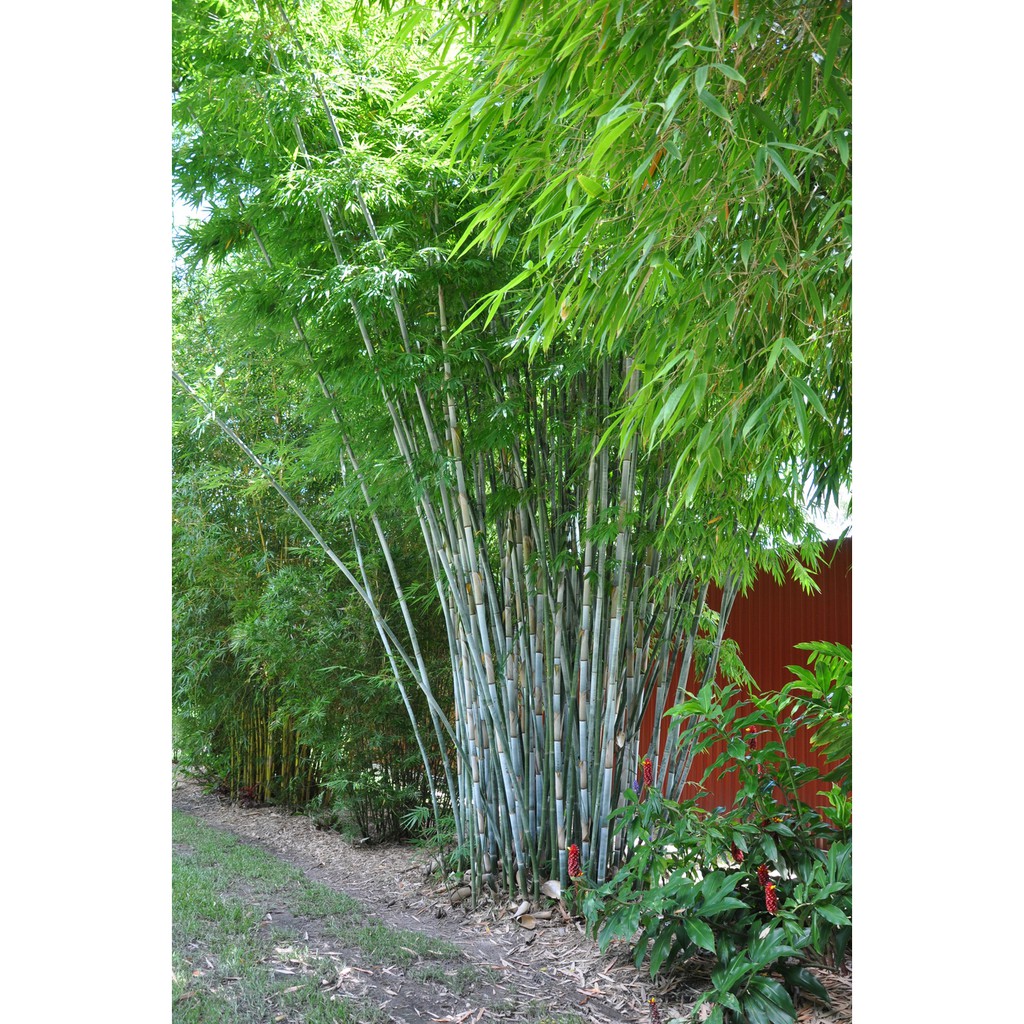 Jual Bibit bambu biru mini / Bambusa chungii 'Barbellata' / Baby blue ...