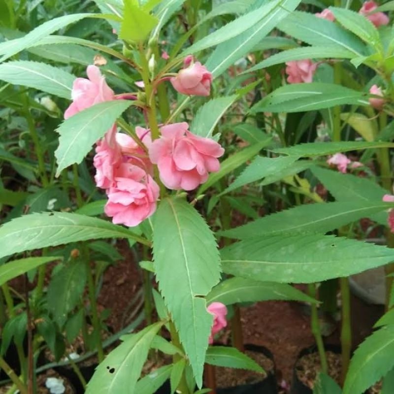 Jual tanaman pacar air | Shopee Indonesia