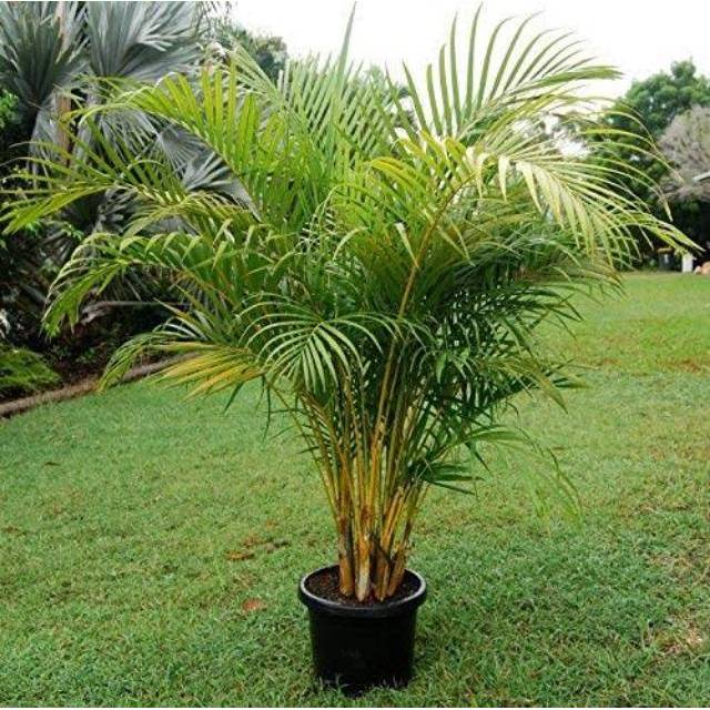 Jual Tanaman palem kuning areca palm | Shopee Indonesia