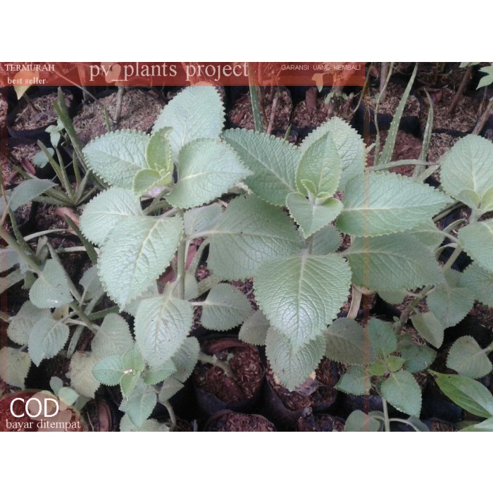 Jual bibit pohon jinten / tanaman herbal | Shopee Indonesia
