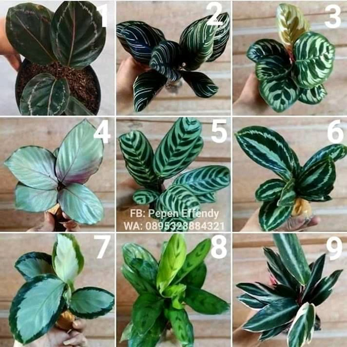 Jual paket hemat - paket calathea-calatea-paket murah-bunga hidup ...