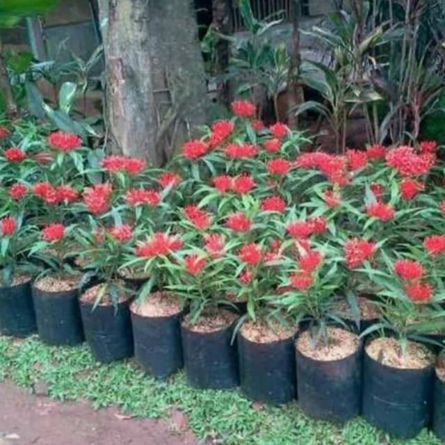 Jual Pohon Asoka King Bunga Merah - Tanaman Hias Pohon Soka King ...