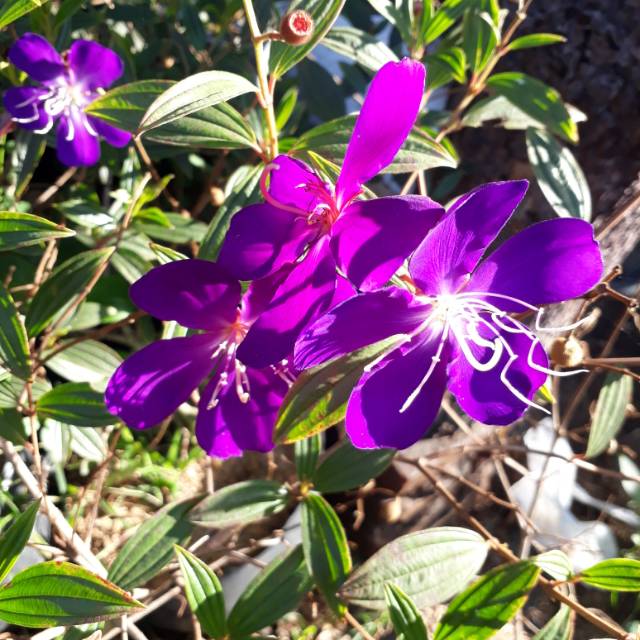 Jual Taibo China BERBUNGA ( Tibouchina semidecandra)- Tanaman Hias ...