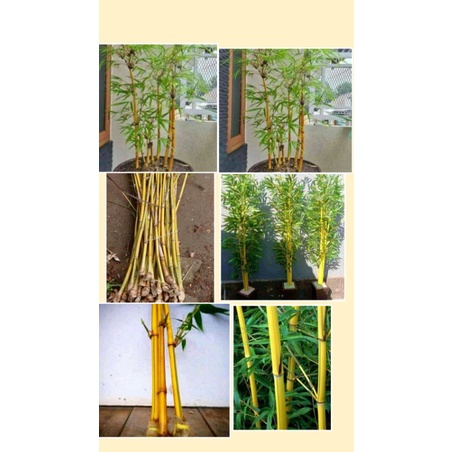 Jual bibit inti bambu kuning stek 50cm | Shopee Indonesia