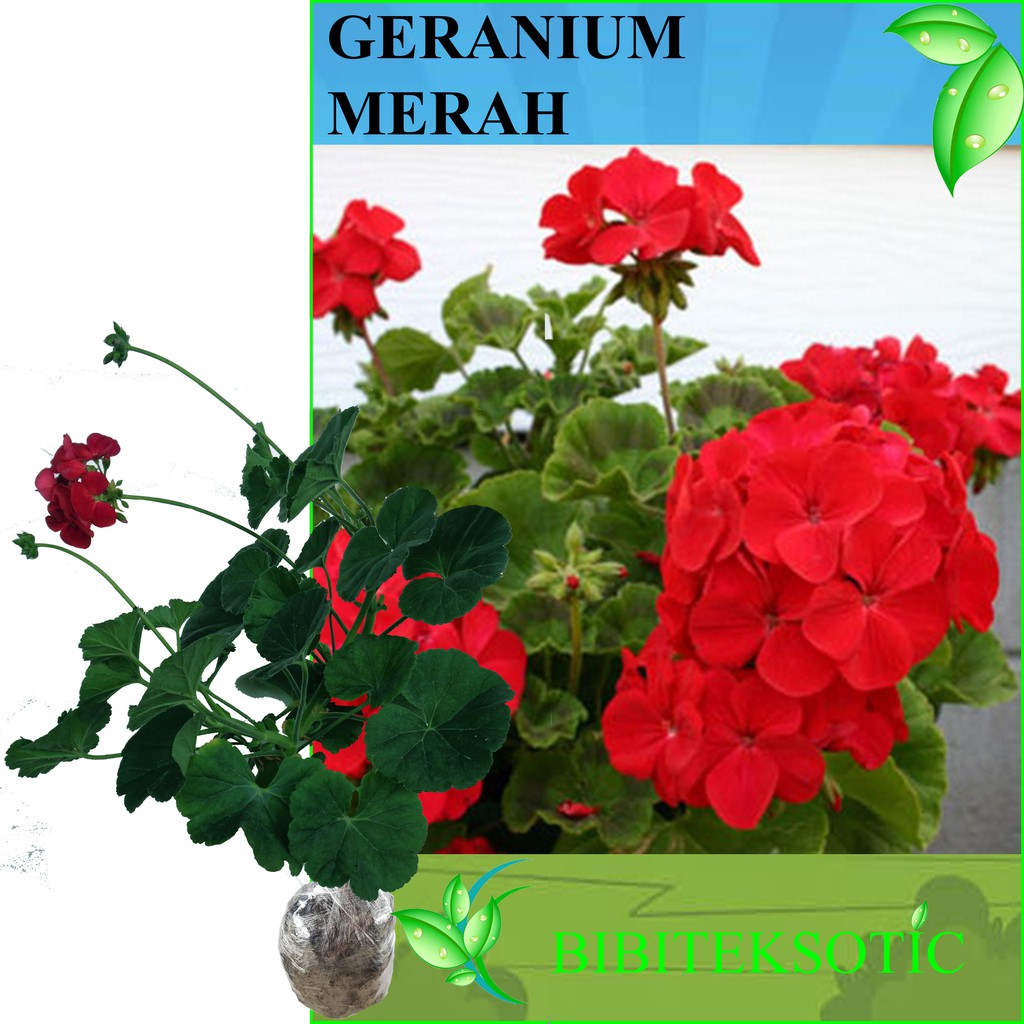 Jual Tanaman Geranium Merah | Shopee Indonesia