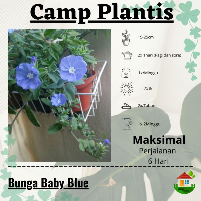 Jual Tanaman hias bunga - Baby Blue | Shopee Indonesia