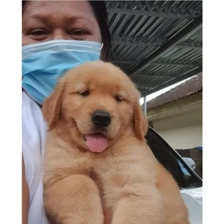Jual Anakan Anjing Terlengkap & Harga Terbaru Juni 2024 | Shopee Indonesia