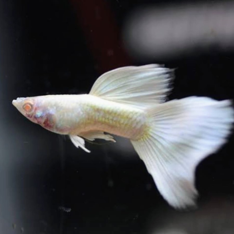 Jual Ikan Hias Guppy AFP | ALBINO FULL PLATINUM | Shopee Indonesia