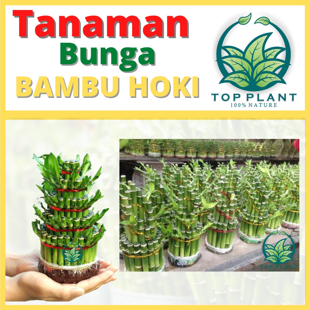 Jual Tanaman Hias Bambu Rejeki / Bambu Hoki (Dracaena sanderiana ...