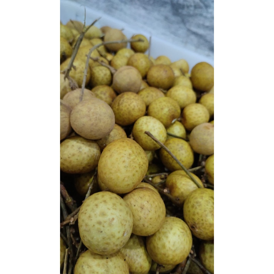 Jual Lengkeng Gold Manis / pack | Shopee Indonesia