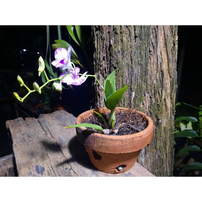 Jual Anggrek Dendrobium Mini Enobi | Anggrek Dendrobium Murah | Shopee ...