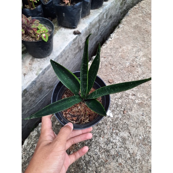 Jual SANSIVERA Murah | Shopee Indonesia