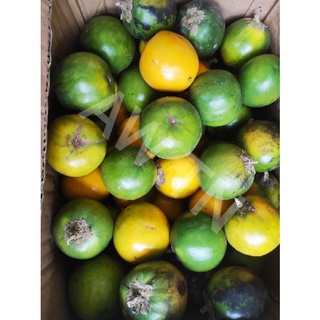 Jual terong asam 500gr / terong dayak / terong asam Pontianak / terong ...