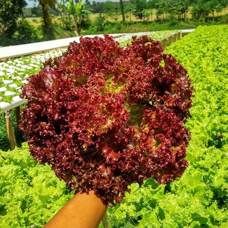 Jual 300 Benih Selada Merah | Shopee Indonesia