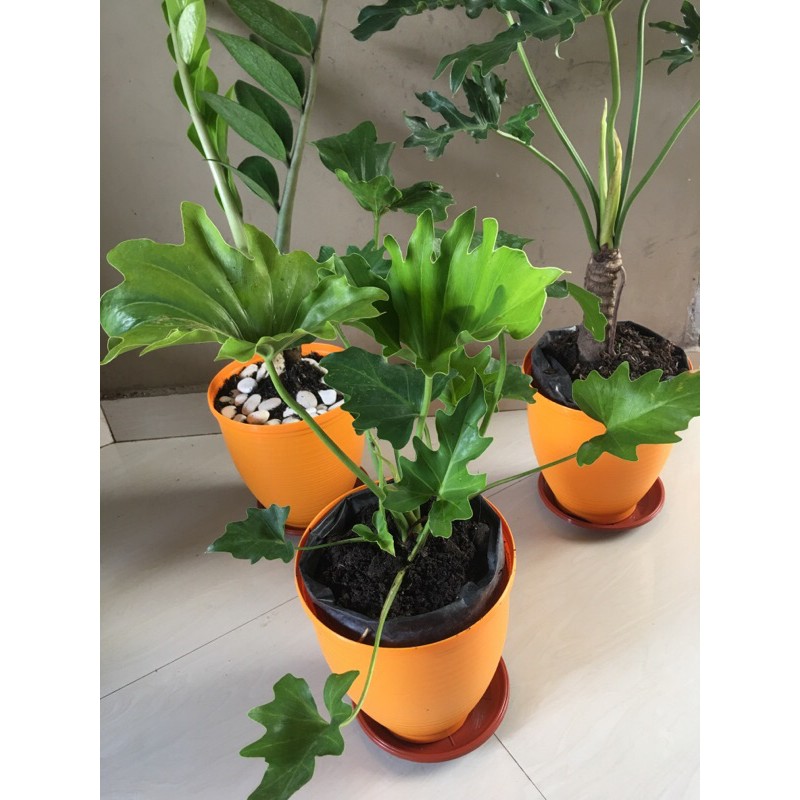 Jual Monstera Jari / Philodendron Bipinnatifidum | Shopee Indonesia