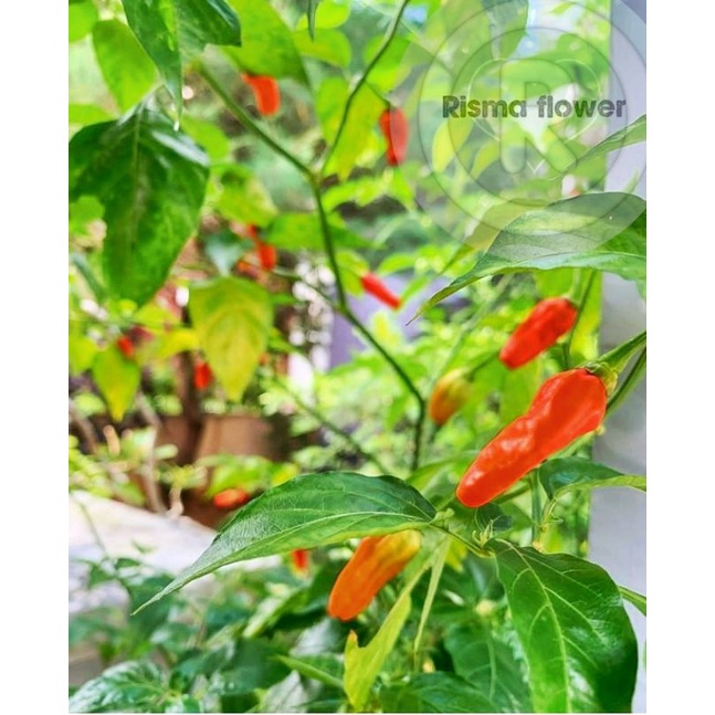 Jual Tanaman pohon cabe rawit domba / pohon cabai rawit domba super ...