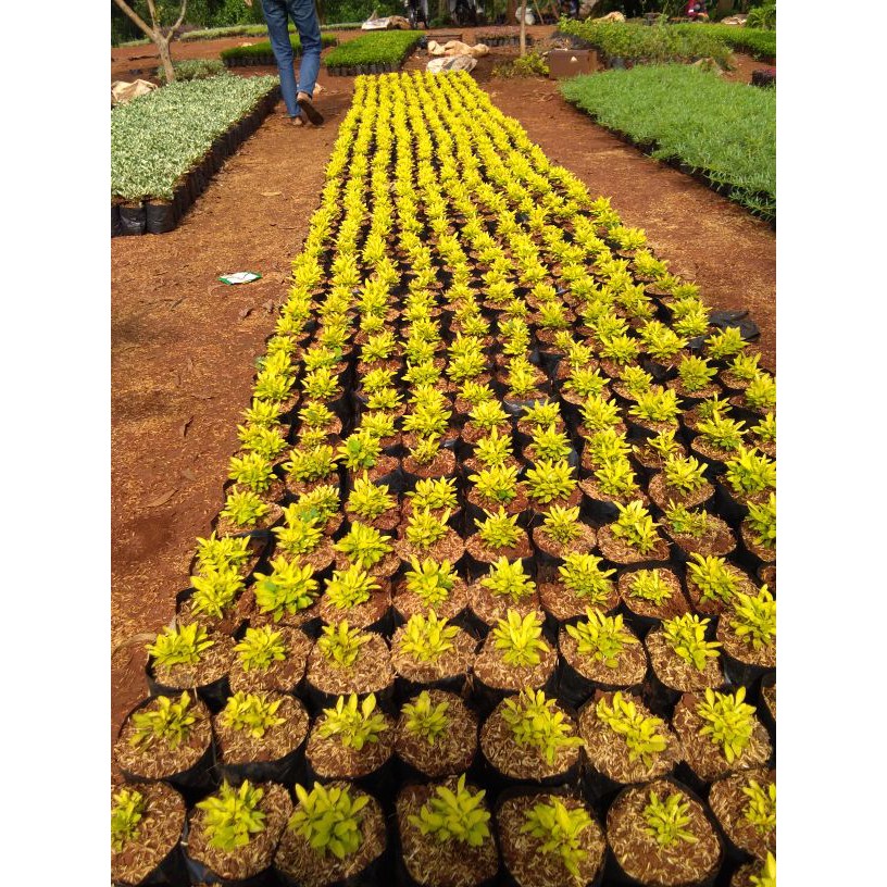 Jual Tanaman murah / Krokot termurah /kerokot kuning / krokot kuning ...