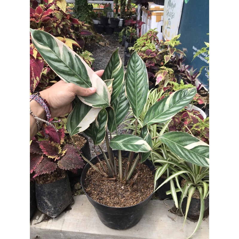 Jual Tanaman hias kalatea CALATHEA MULTICOLOR/MERANTI BALI | Shopee ...