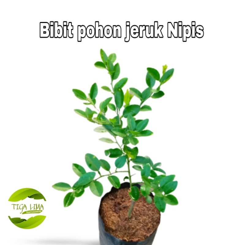 Jual Bibit pohon jeruk Nipis/pohon jeruk/benih pohon jeruk nipis ... Jual Bibit pohon jeruk Nipis/pohon jeruk/benih pohon jeruk nipis ...