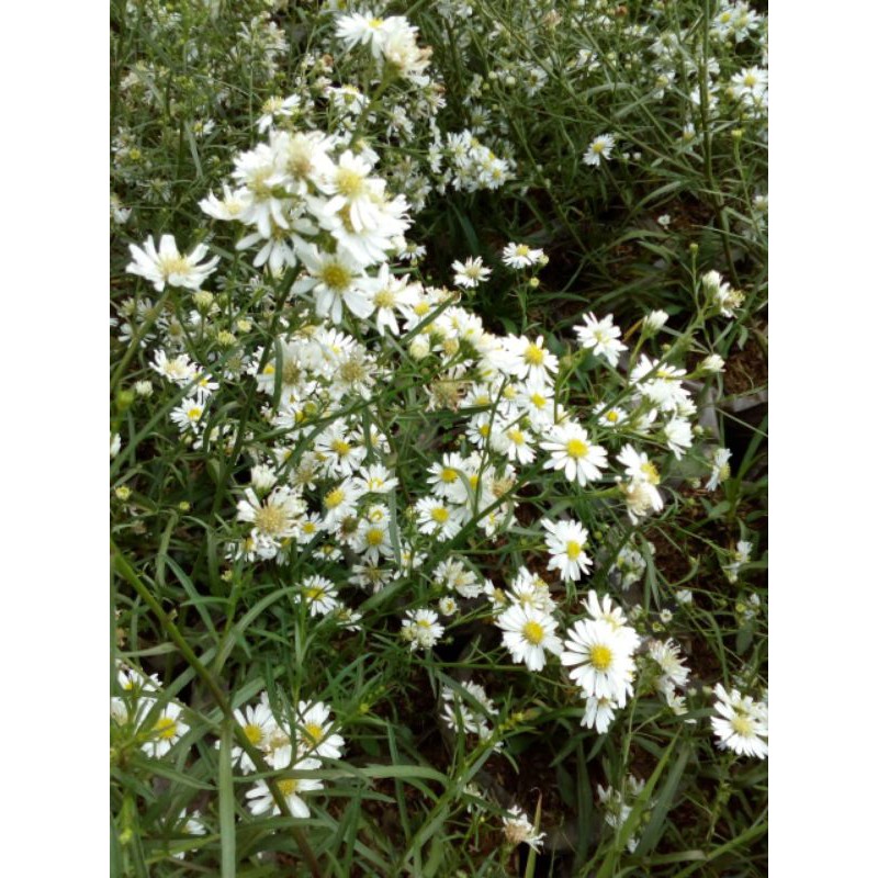 Jual peacock/bunga pikok putih atau ungu | Shopee Indonesia