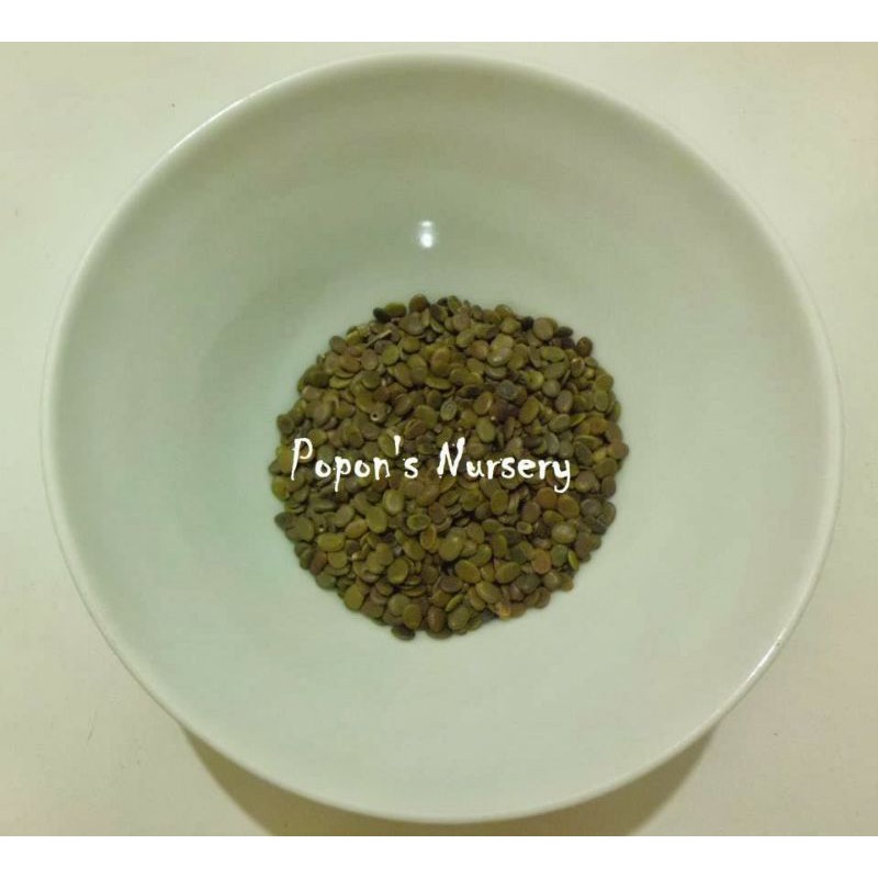 Jual Benih atau Biji Sengon Merah Jawa Abizia sinensis | Shopee Indonesia