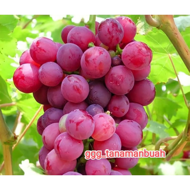 Jual Bibit Anggur Import RM Merah Super Manis hasil cutting | Shopee ...