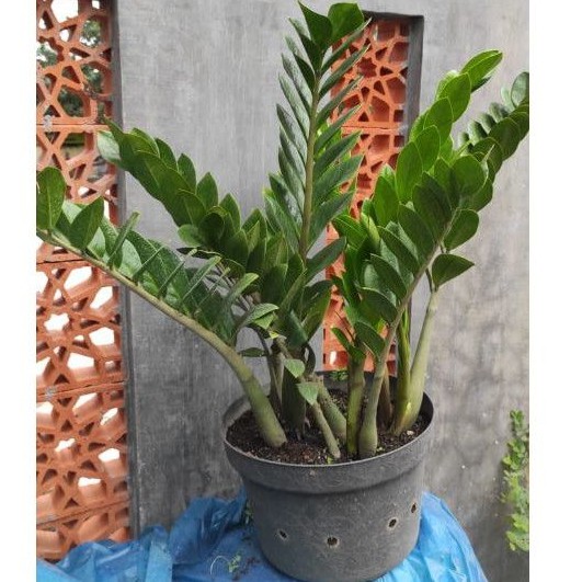 Jual Zamioculas pohon dolar zamia membawa keberuntungan drakor start up ...