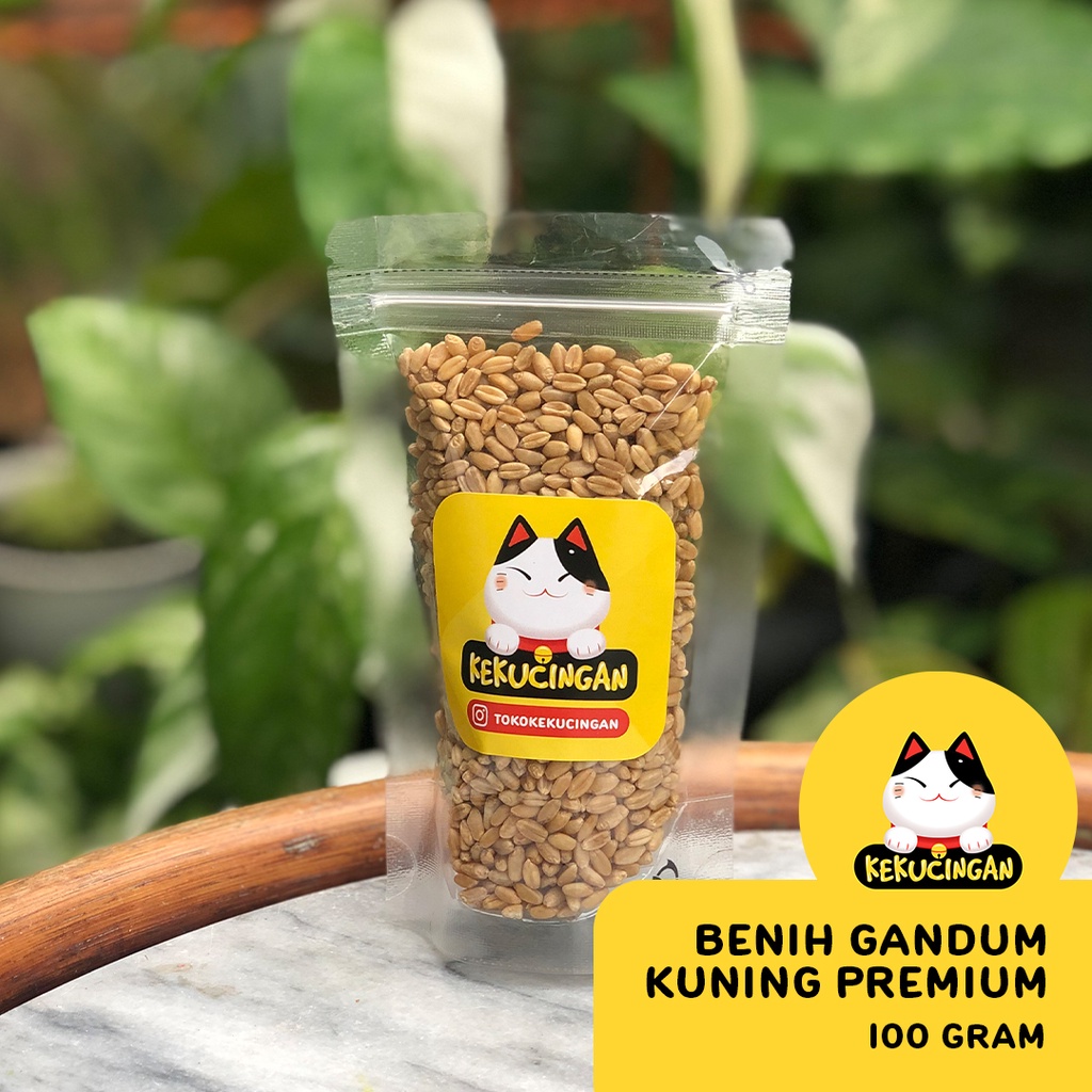 Jual BIJI GANDUM Rumput Kucing KUNING PREMIUM Benih Wheatgrass 100 gram ...