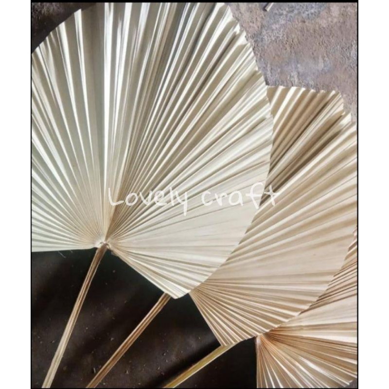 Jual Dekorasi Rustik Palem Palm Rayung Pampas Tanaman Daun Kering Sikas ...