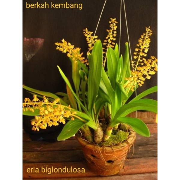Jual Anggrek Eria biglondulosa Dewasa | Shopee Indonesia