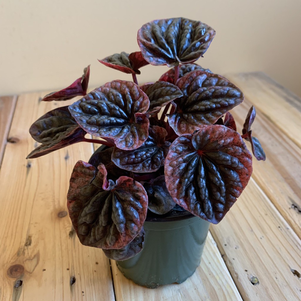 Jual Tanaman hias peperomia caperata Luna red rimbun + pot | Shopee ...