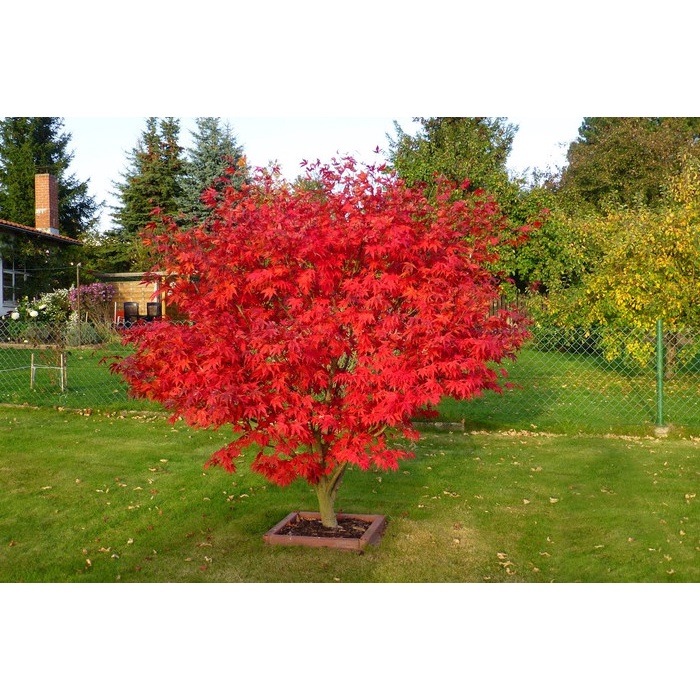 Jual NEW Bibit Maple Jepang Inazuma Tree Red Maple Pohon Maple Unik ...